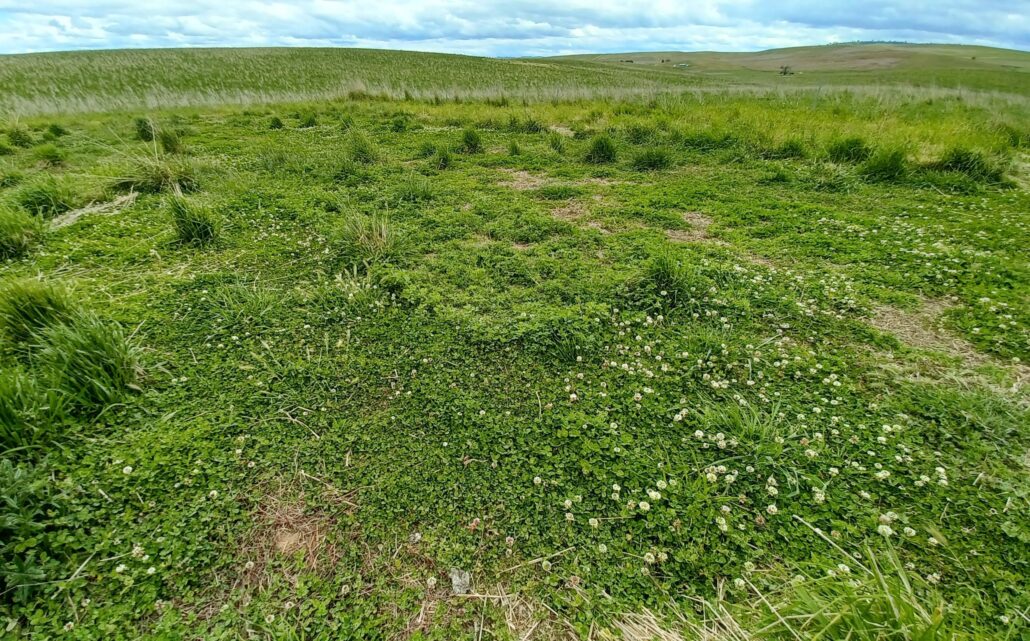 Resilient Pastures Project - Monaro Farming Systems